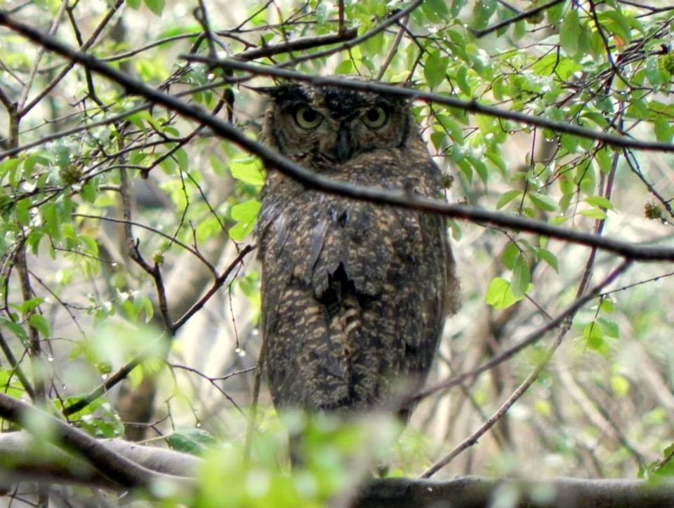 ML202556061 - Arabian Eagle-Owl - Macaulay Library