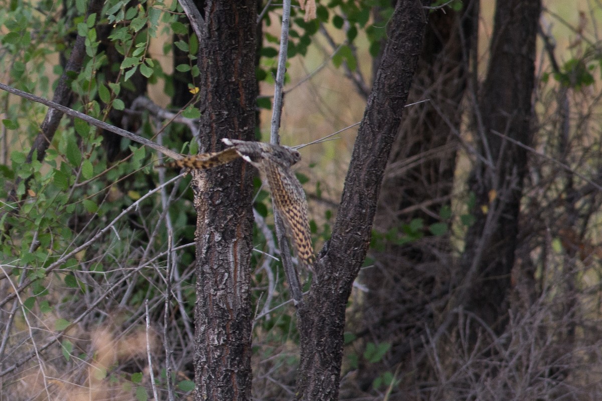 ML20262461 - Common Poorwill - Macaulay Library
