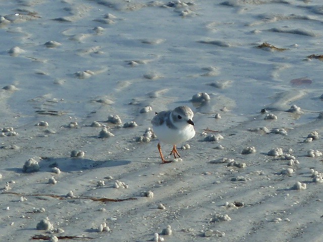eBird Checklist - 26 Jan 2020 - North Lido Beach Park - 27 species