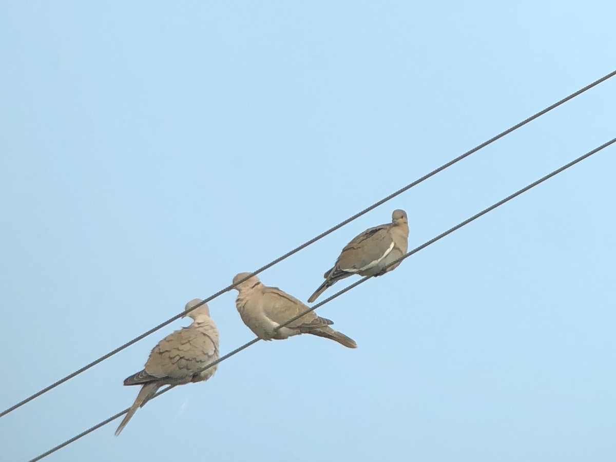 eBird Checklist - 26 Jan 2020 - Meiss Rd--west - 46 species (+2 other taxa)