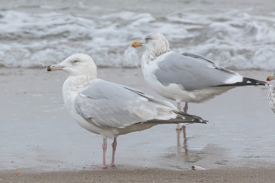 ML203139391 - American Herring x Glaucous Gull (hybrid) - Macaulay Library