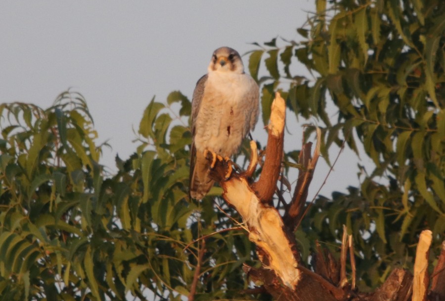 Peregrine Falcon (Red-capped) - eBird