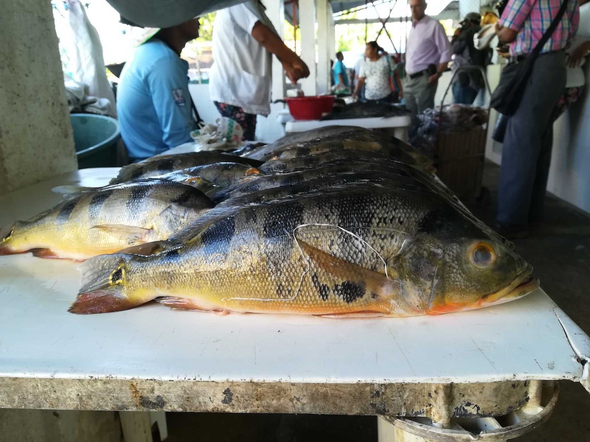 ML203434811 - Fish sp. - Macaulay Library