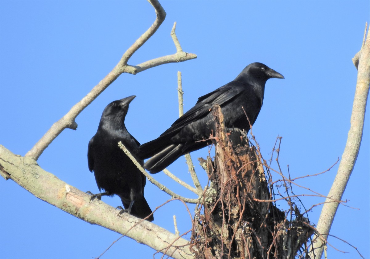 ML203725491 - Fish Crow - Macaulay Library