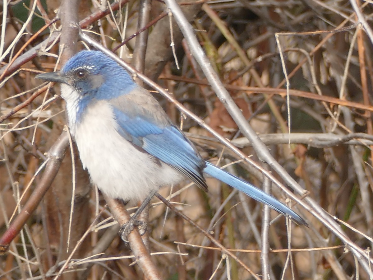 eBird Checklist - 28 Jan 2020 - McNary Wildlife Nature Area & trail ...
