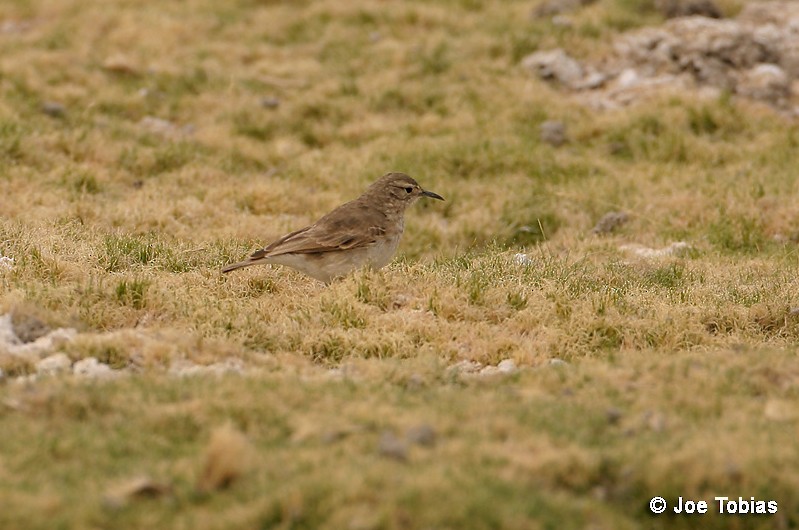 Common Miner (Altiplano) - eBird