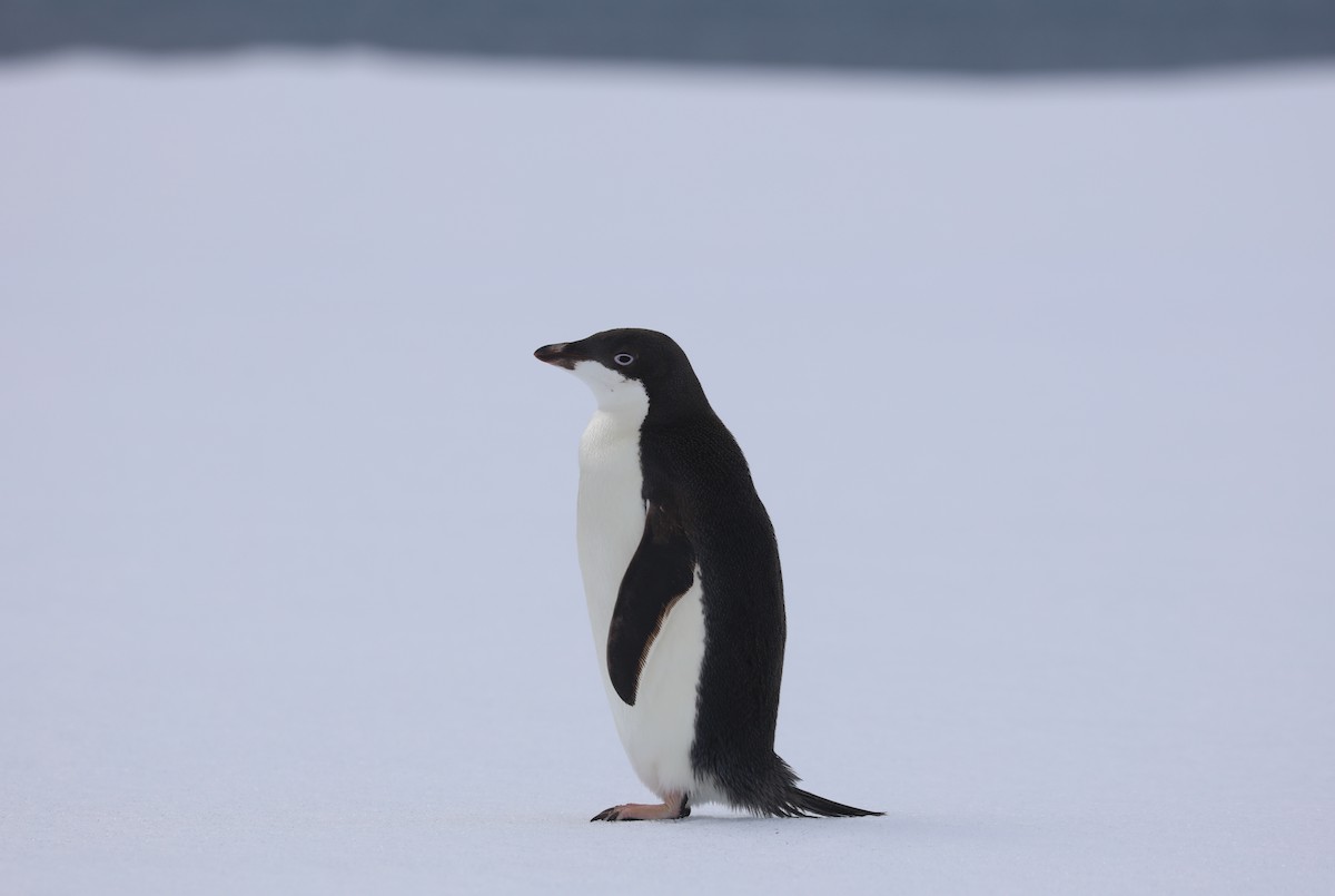 ML204071501 - Adelie Penguin - Macaulay Library