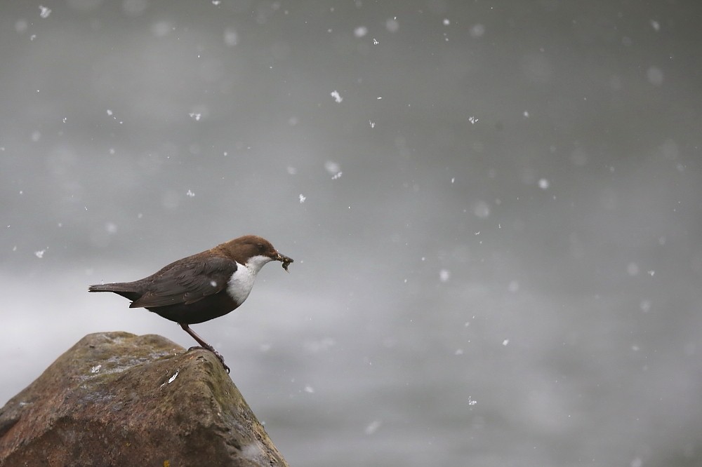 ML204106251 - White-throated Dipper - Macaulay Library