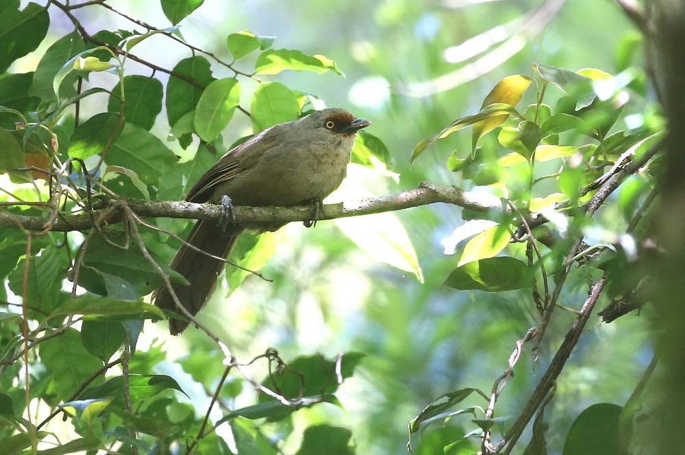 ML204110491 - Rufous-fronted Laughingthrush - Macaulay Library