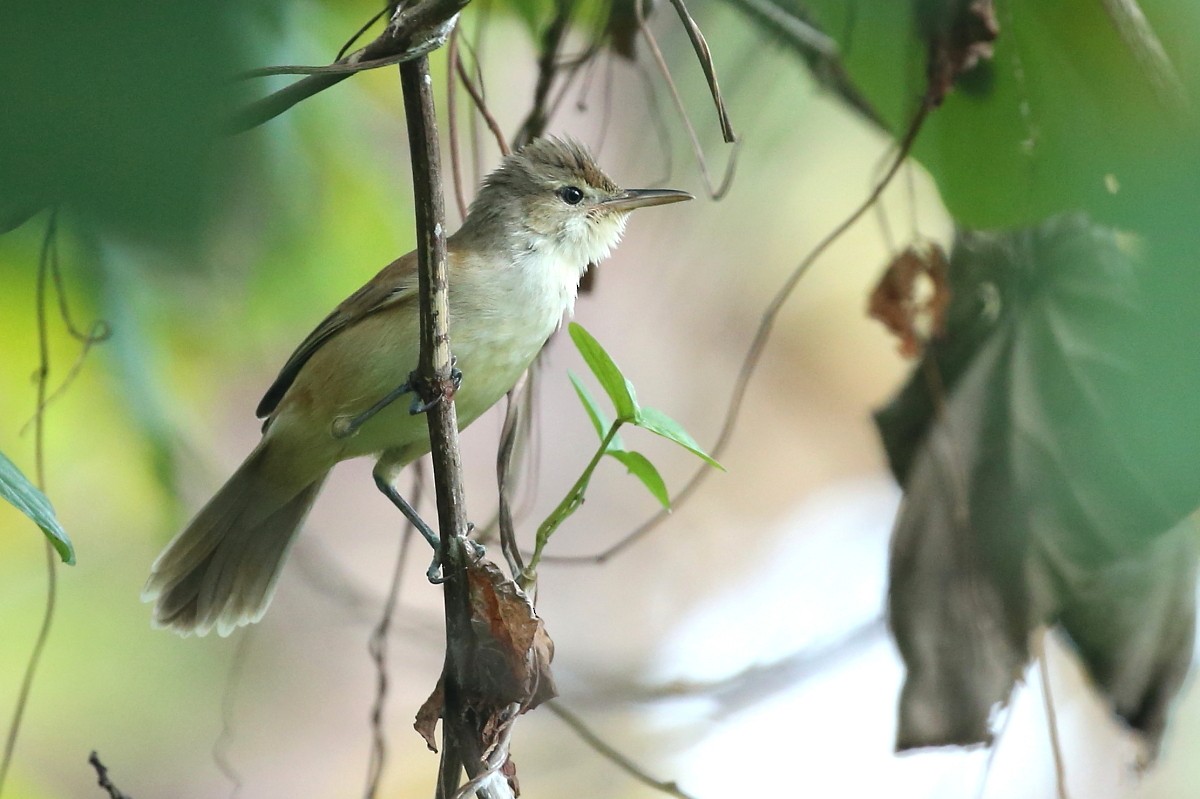 eBird Checklist - 14 Apr 2019 - Pohnpei (6.9481, 158.2173) - 1 species