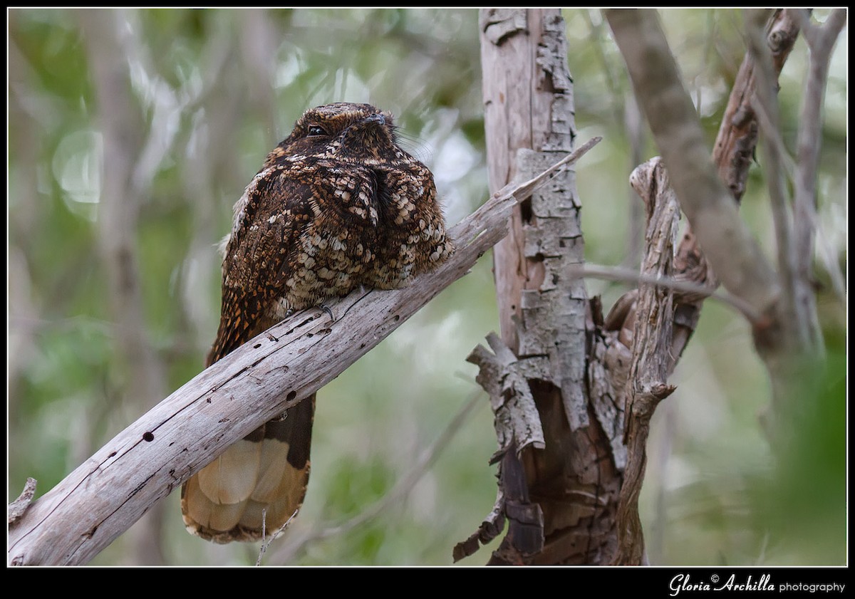 ML204120421 - Puerto Rican Nightjar - Macaulay Library