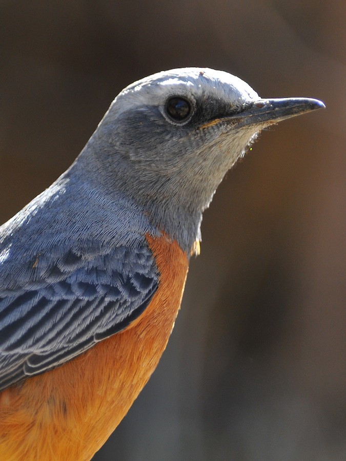 Short-toed Rock-Thrush (White-crowned) - eBird