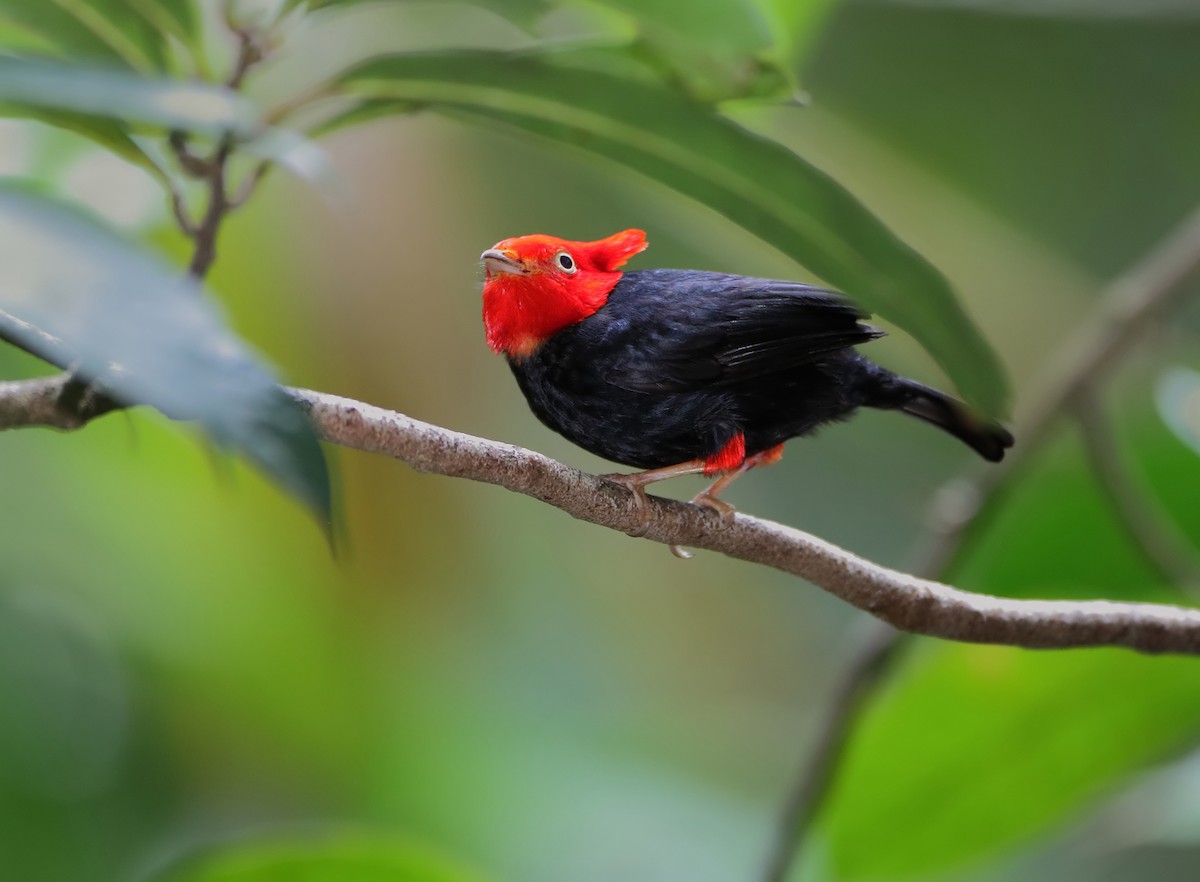ML204133231 - Scarlet-horned Manakin - Macaulay Library