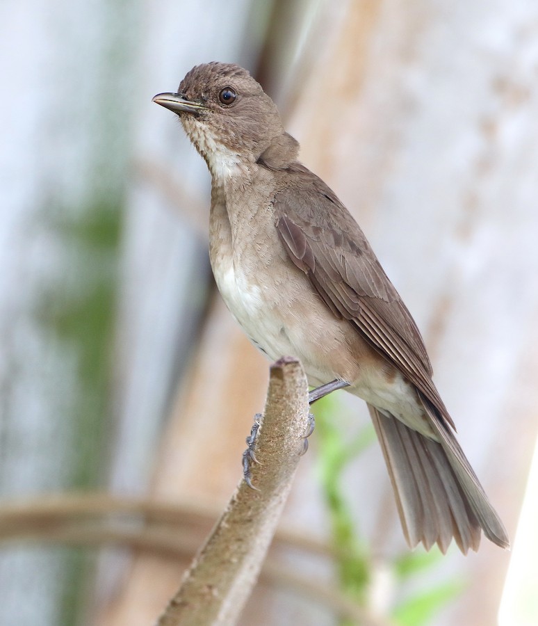 Black-billed Thrush (Amazonian) - eBird