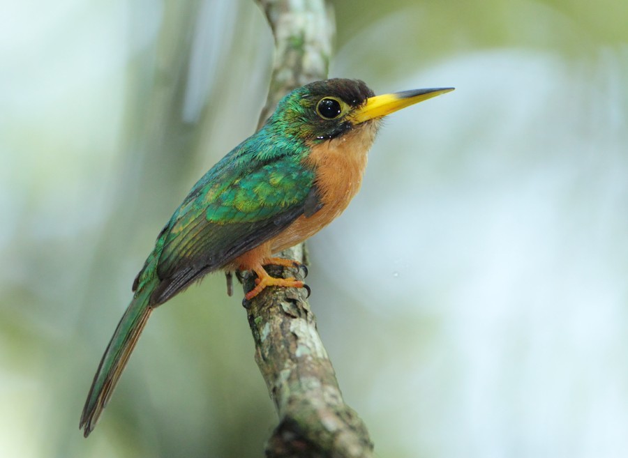 Yellow-billed Jacamar (Yellow-billed) - eBird