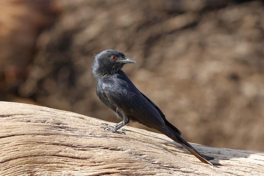 Fork-tailed Drongo (adsimilis Group) - eBird