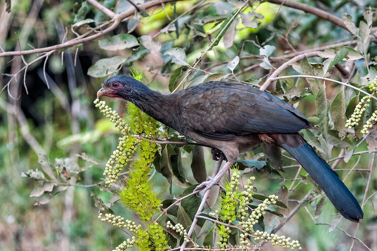 ML204262591 - Chaco Chachalaca - Macaulay Library