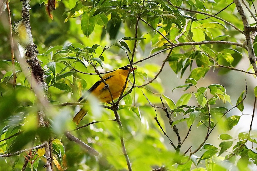 black-naped oriole (Sulawesi) - eBird