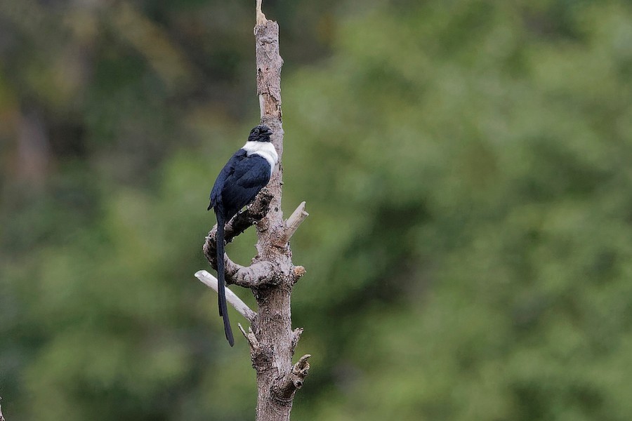 White-necked Myna (Northern) - eBird