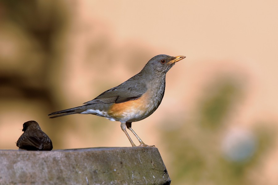 African Thrush (African) - eBird