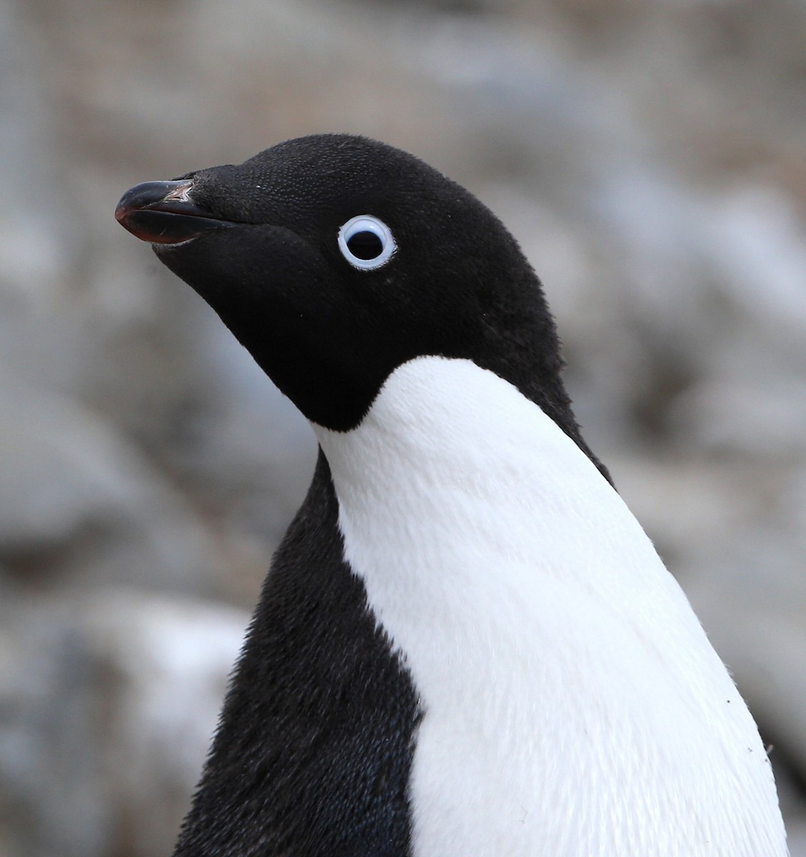 ML204322171 - Adelie Penguin - Macaulay Library