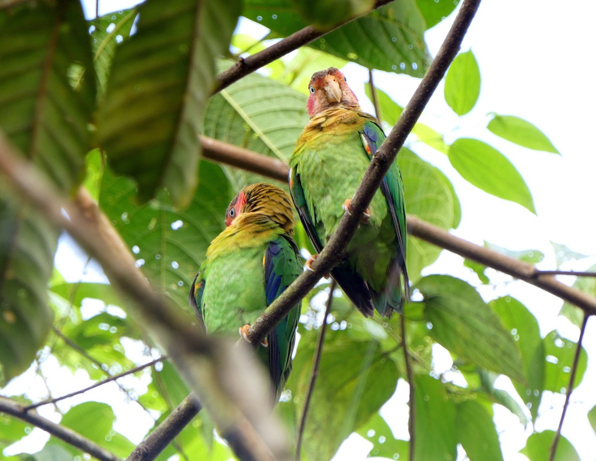 ML204345801 - Rose-faced Parrot - Macaulay Library