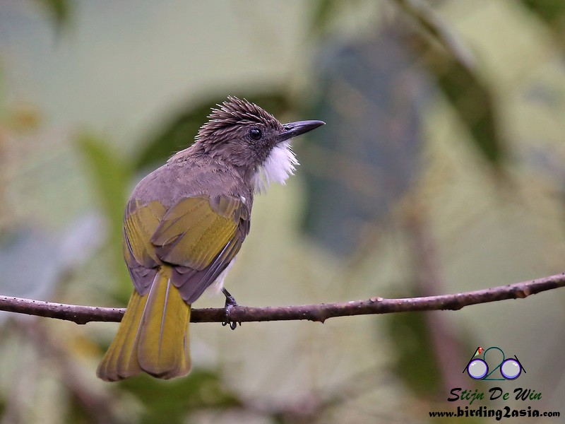 Cinereous Bulbul (Green-winged) - eBird