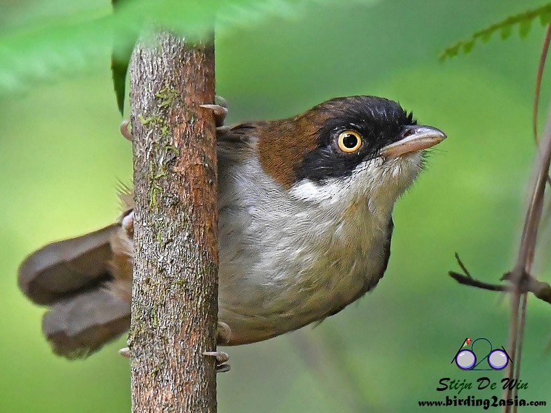 Timalí Frentinegro (nigrifrons) - eBird