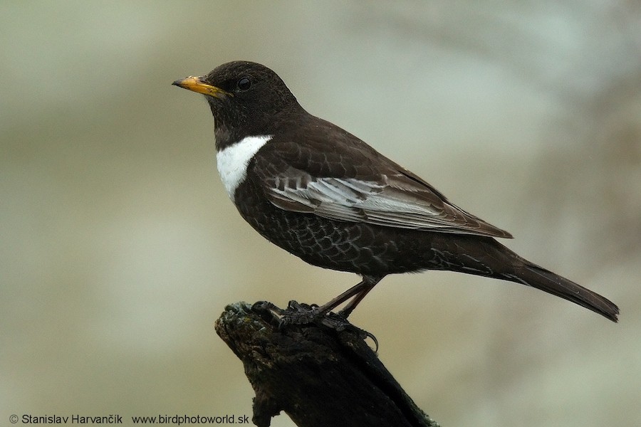 Ring Ouzel (Caucasian) - eBird