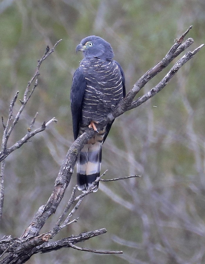 Hook-billed Kite (Hook-billed) - eBird