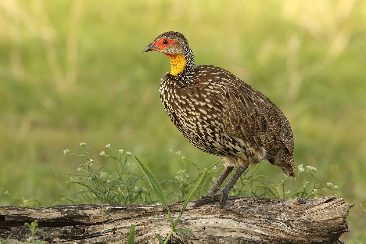 ML204470541 - Yellow-necked Spurfowl - Macaulay Library