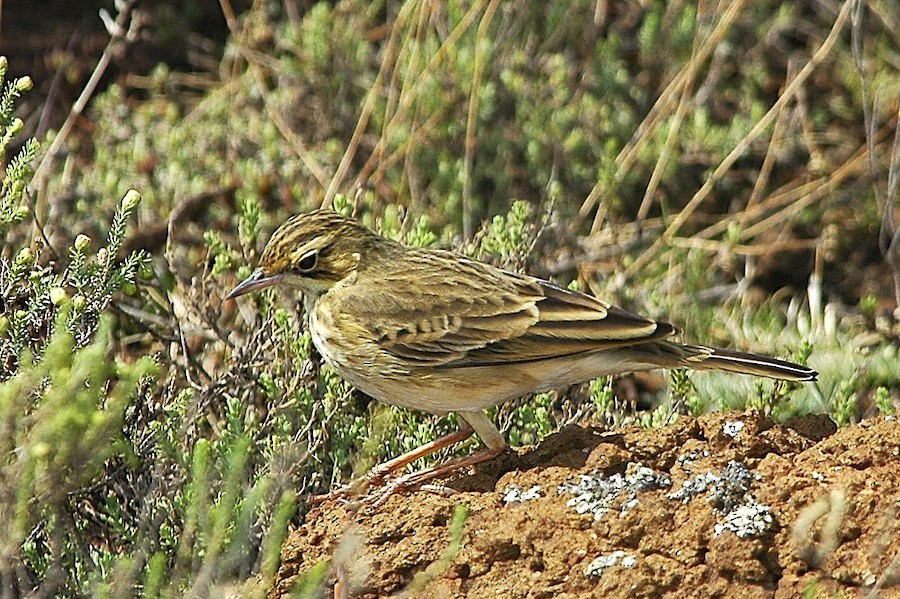 Mountain Pipit - eBird