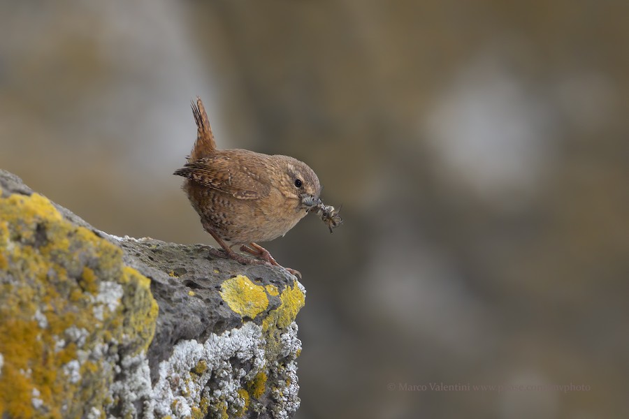 Pacific Wren (alascensis Group) - eBird