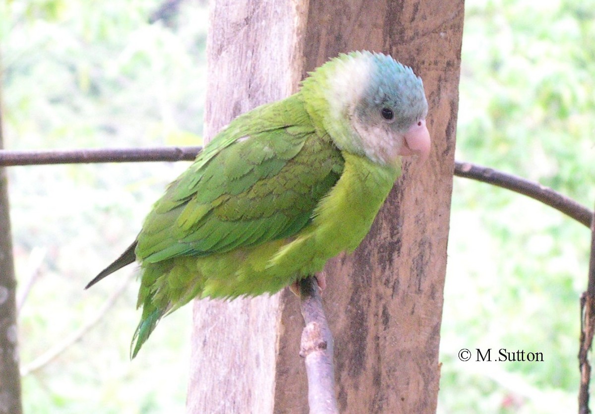 ML204543061 - Gray-cheeked Parakeet - Macaulay Library