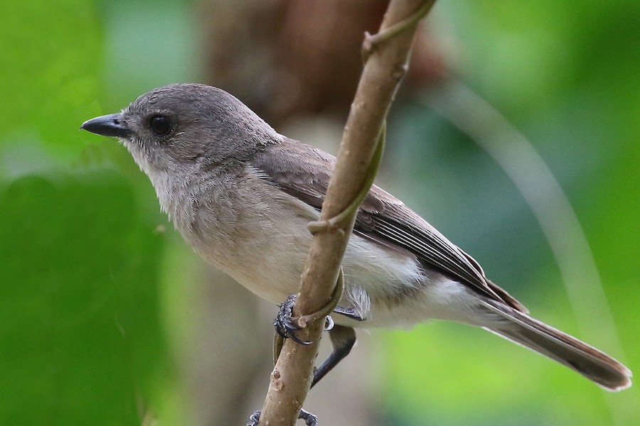 Drab Whistler - eBird