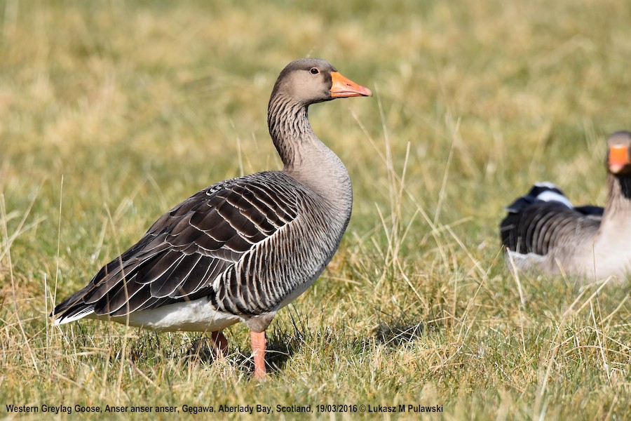 Graylag Goose (European) - eBird