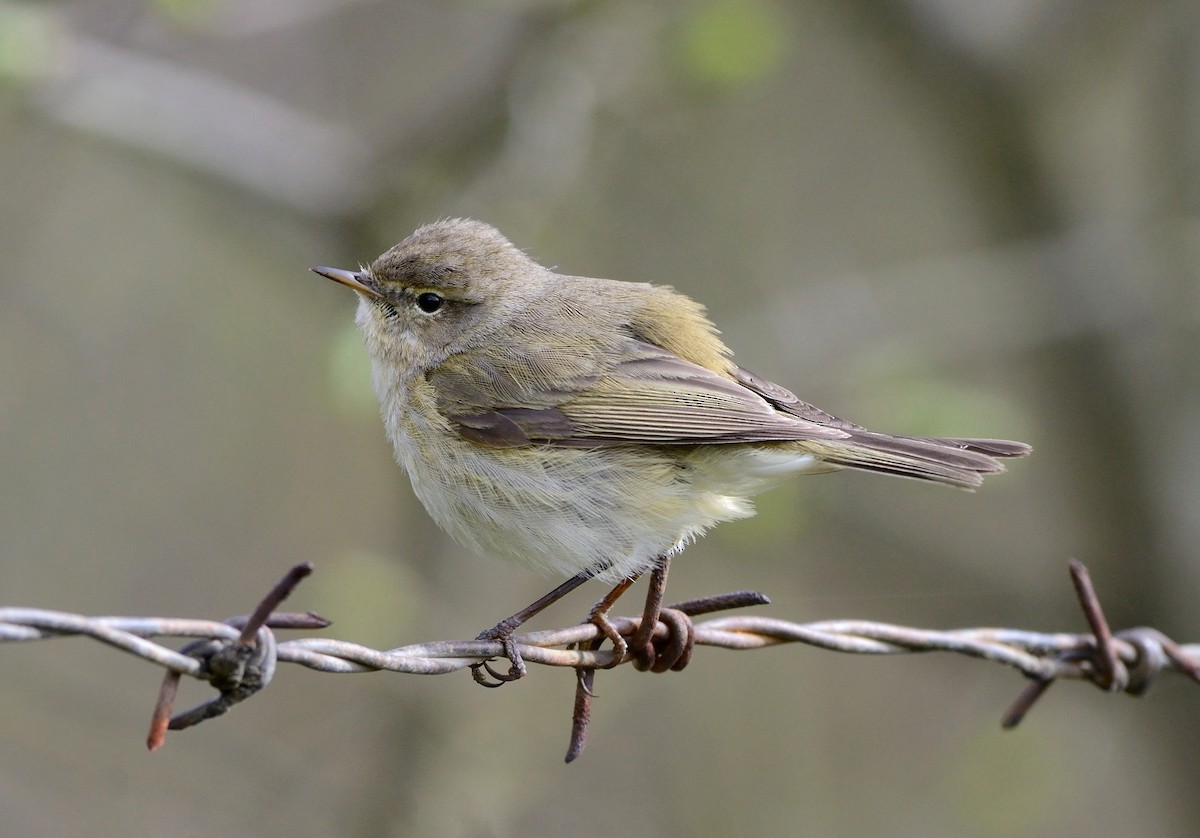 ML204622811 - Common Chiffchaff (Common) - Macaulay Library