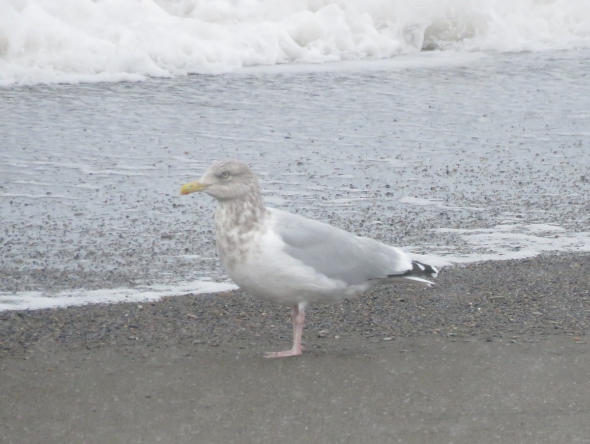 eBird Checklist - 1 Oct 2015 - Browerville shoreline - 6 species (+1 ...