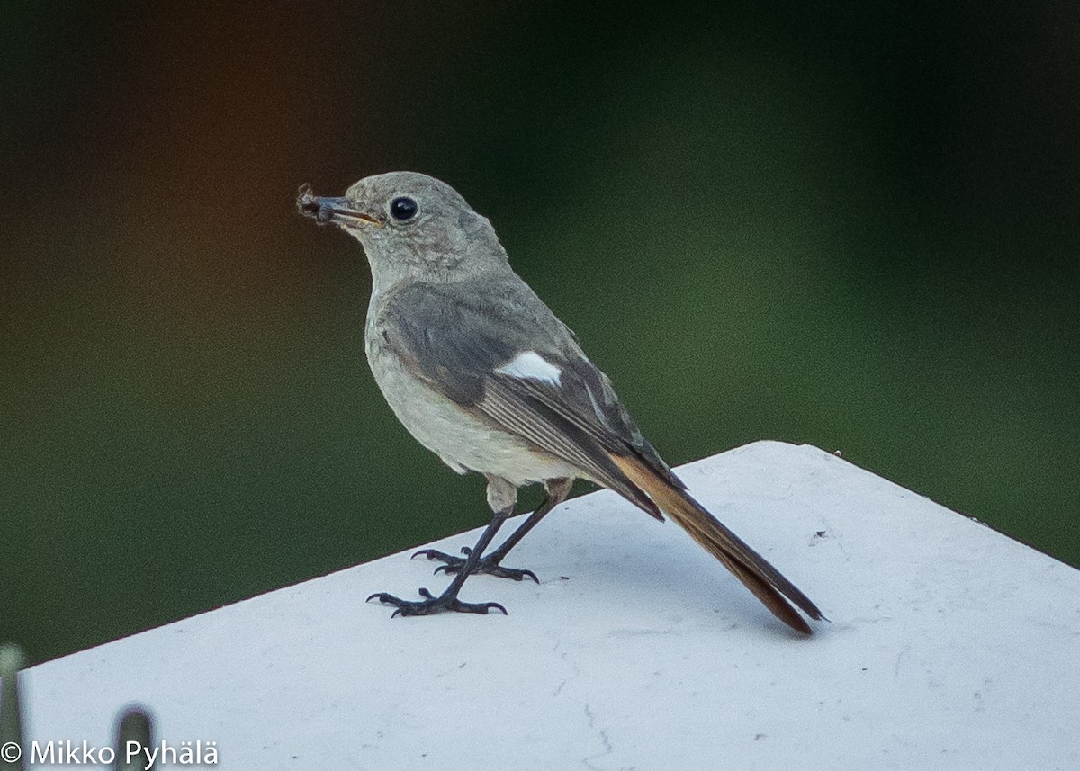 ML204725081 - Daurian Redstart - Macaulay Library