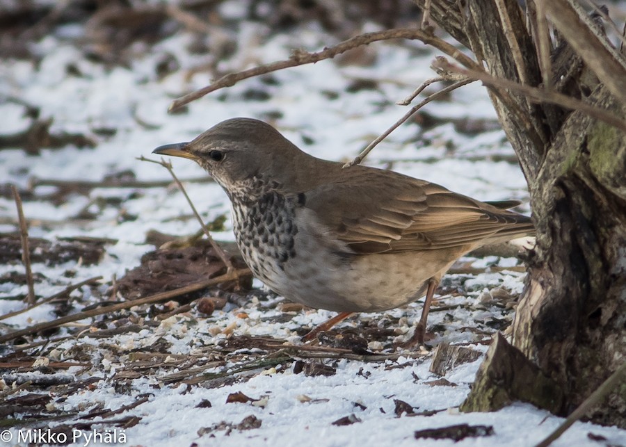 Black-throated x Red-throated Thrush (hybrid) - eBird