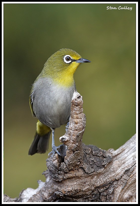 Cape White-eye (Cape) - eBird