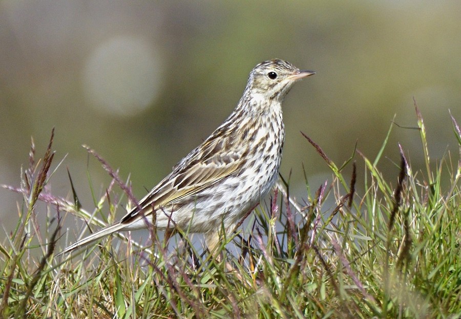 Correndera Pipit (Falklands) - eBird