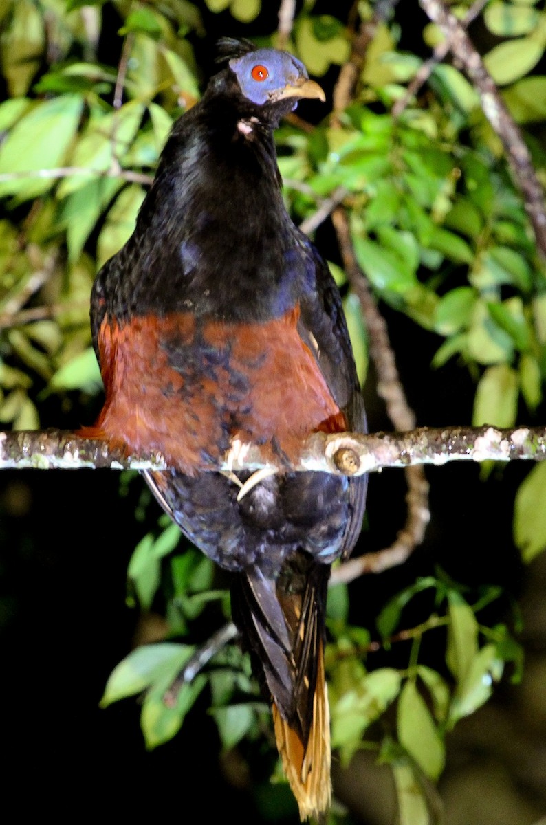 eBird Checklist - 11 Jul 2014 - Danum Valley Field Centre (DVFC) - 7 ...