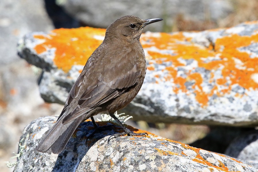 Blackish Cinclodes (Blackish) - eBird