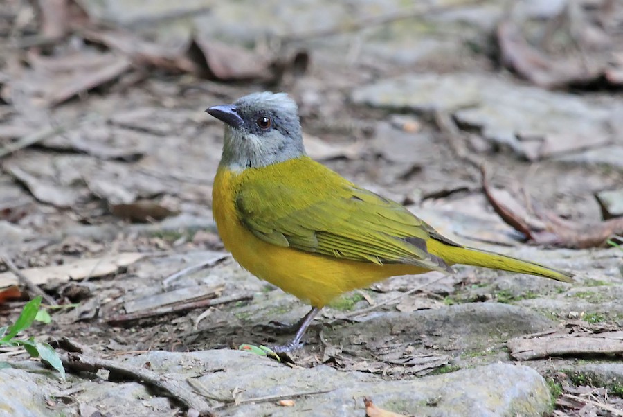 Gray-headed Tanager (Gray-crested) - eBird