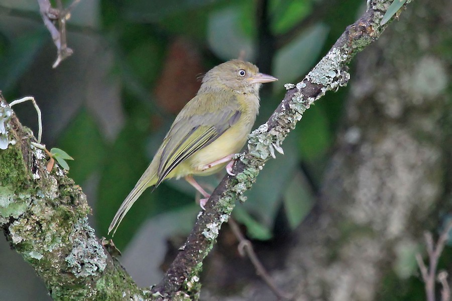 Scrub Greenlet (Scrub) - eBird
