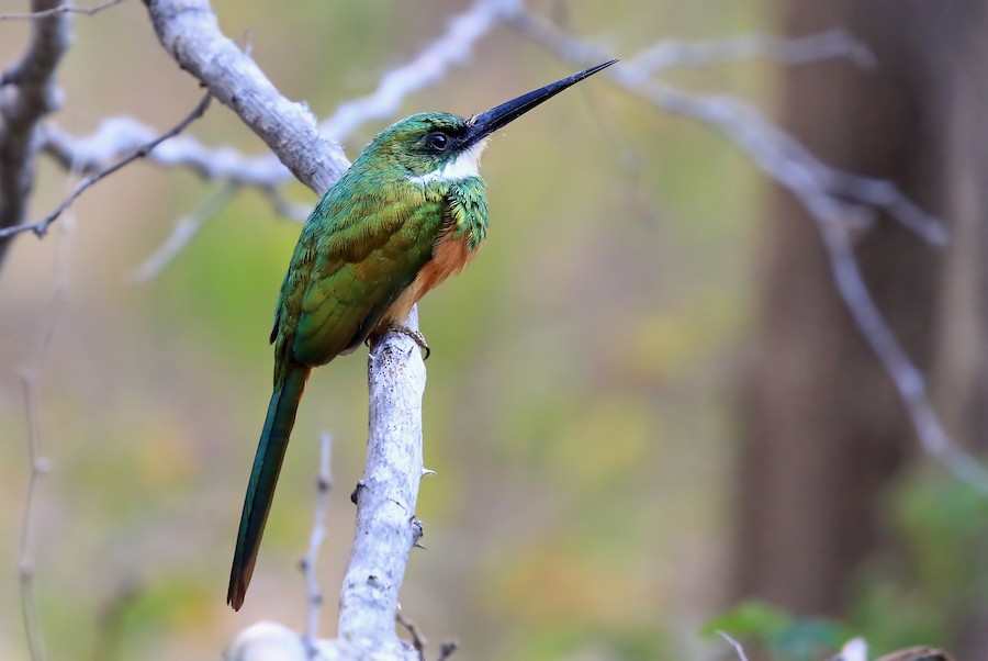 Rufous-tailed Jacamar (Rufous-tailed) - eBird