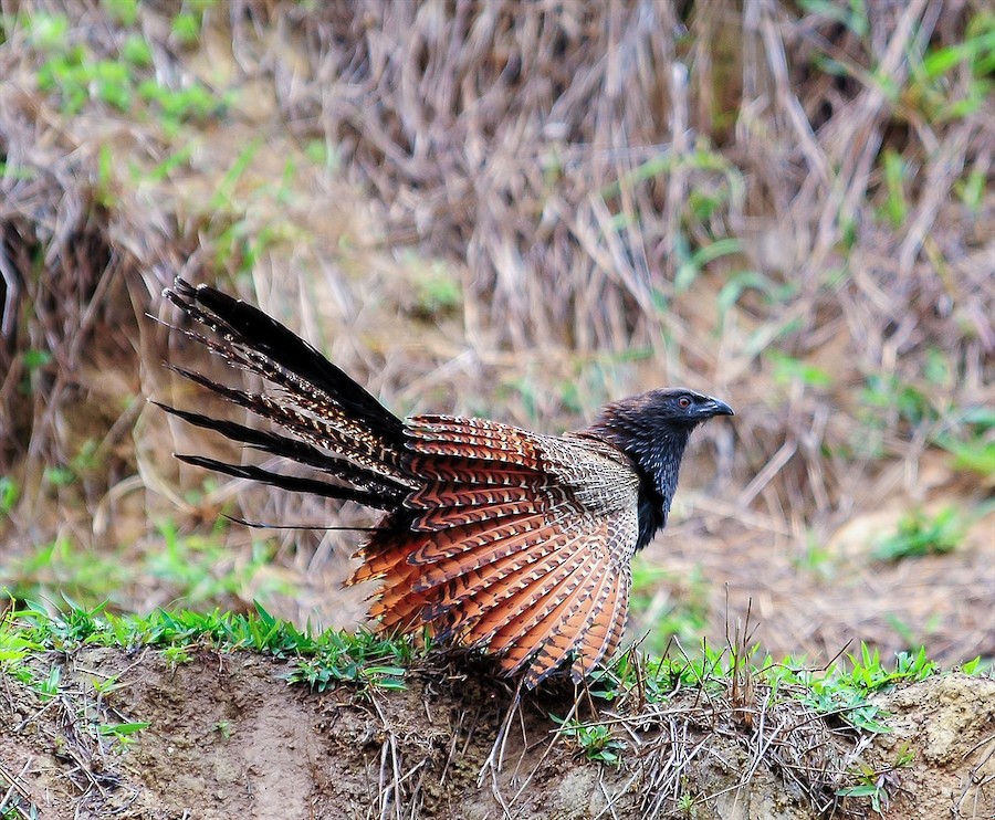 Coucal faisan (groupe phasianinus) - eBird