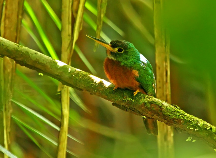 Yellow-billed Jacamar (Cerise-crowned) - eBird