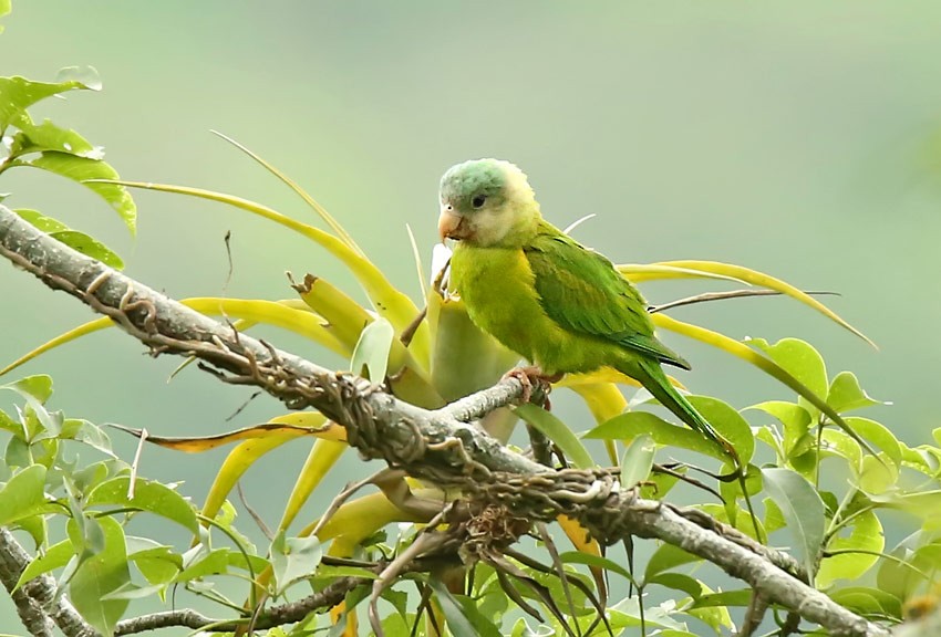 ML205008581 - Gray-cheeked Parakeet - Macaulay Library